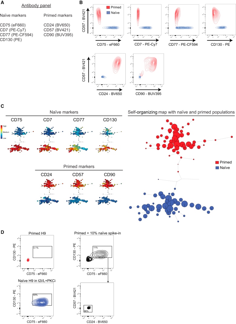 CD75 Antibody, eFluor™ 660 (50-0759-42)
