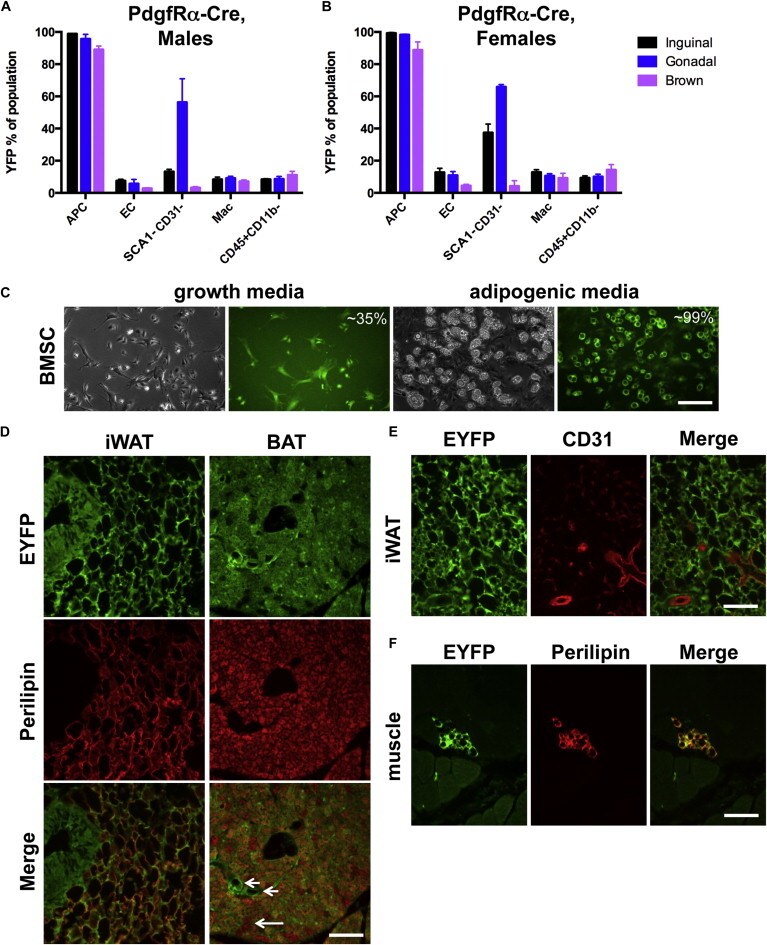 CD31 (PECAM-1) Antibody, PE (12-0311-82)