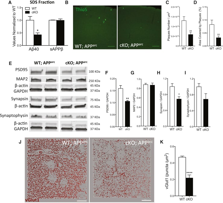 Synapsin 1 Antibody (A-6442)
