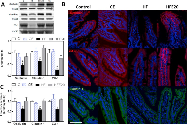 ZO-1 Antibody (Monoclonal, ZO1-1A12)