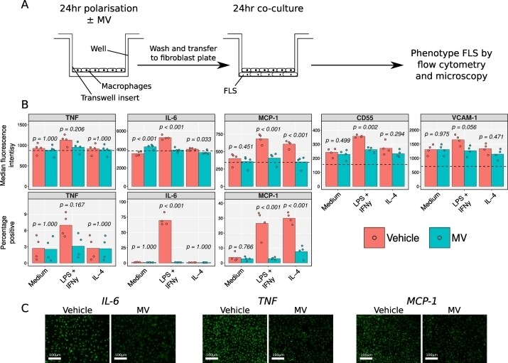 TNF alpha Antibody (MA5-23720)