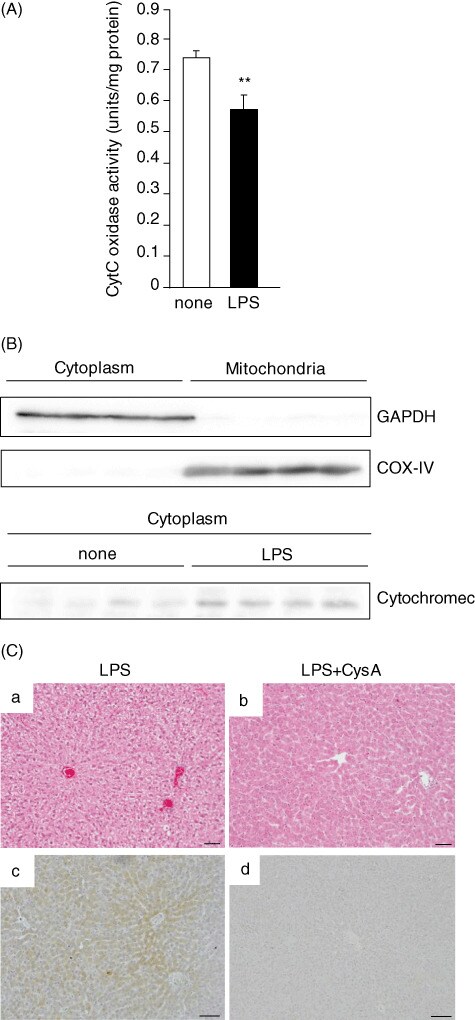 OxPhos Complex IV subunit IV Antibody (A21348)