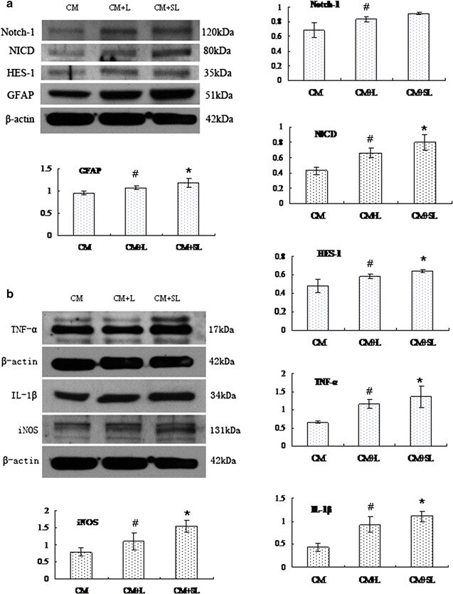 iNOS Antibody (PA3-030A)