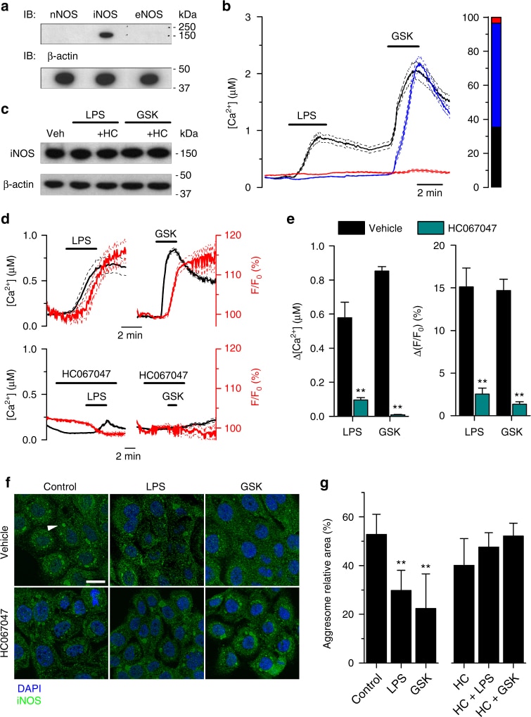 iNOS Antibody (PA3-030A)