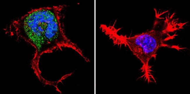 iNOS Antibody (PA3-030A)