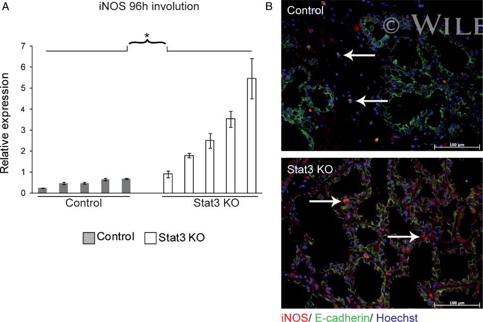 iNOS Antibody (PA1-036)
