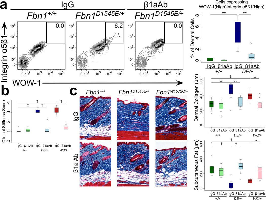 CD61 (Integrin beta 3) Antibody, FITC (11-0611-82)