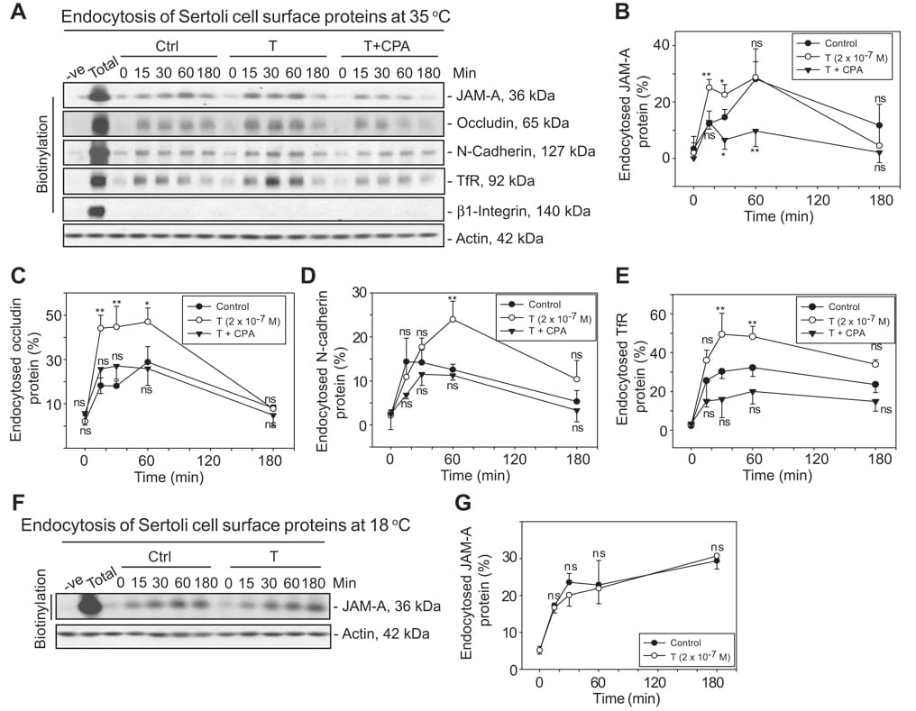 JAM-A (CD321) Antibody (36-1700)