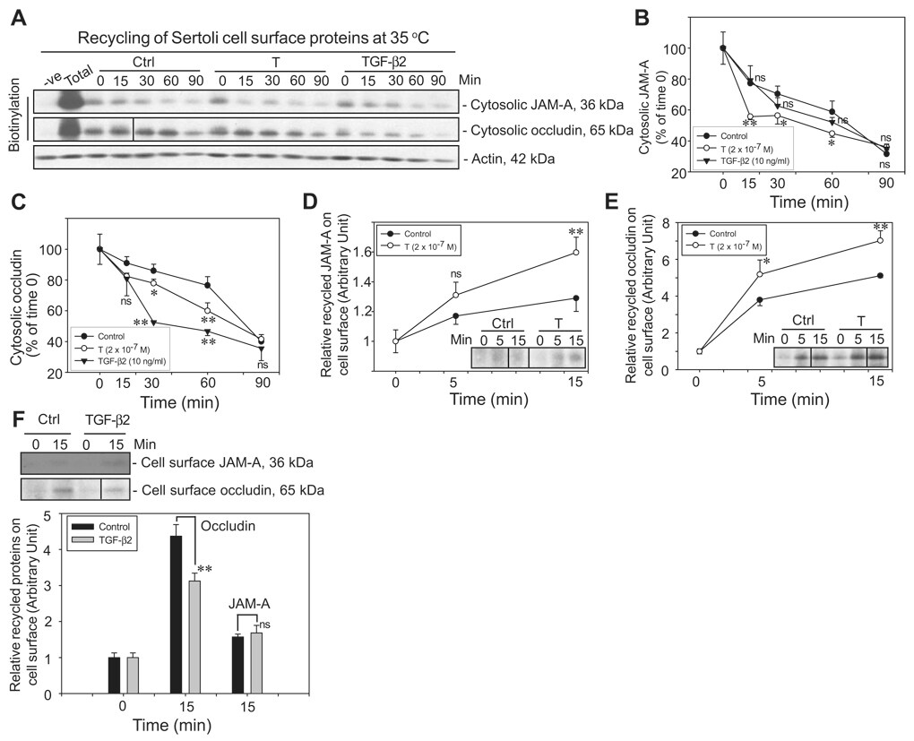 JAM-A (CD321) Antibody (36-1700)
