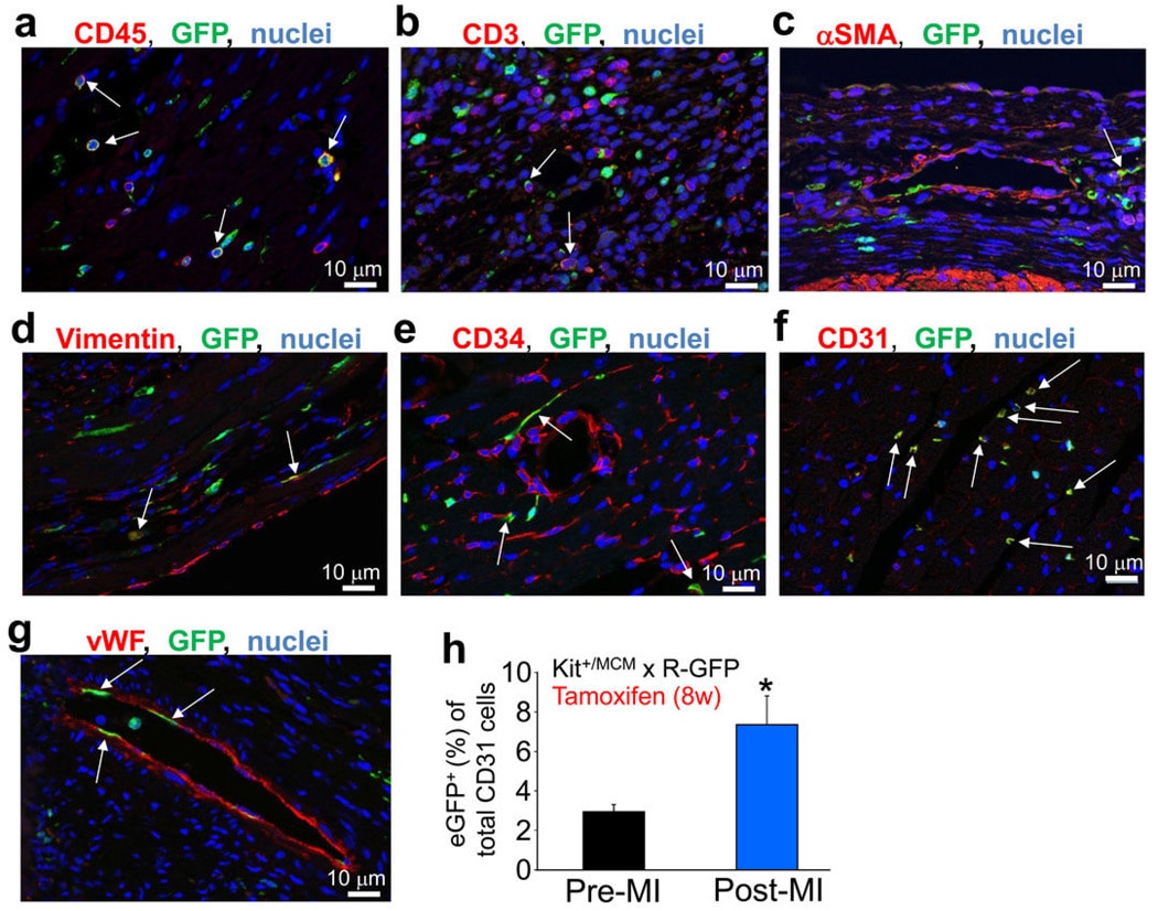 CD31 (PECAM-1) Antibody, PE (12-0311-82)