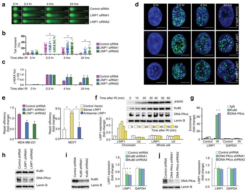 Ku80 Antibody (MA5-12933)