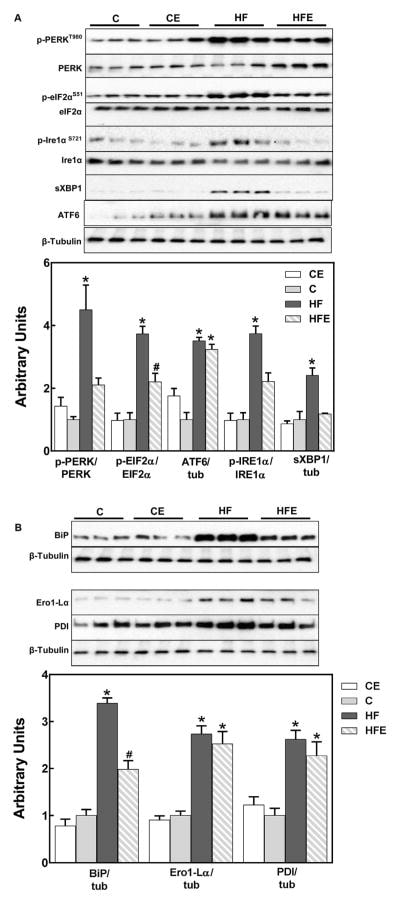 Phospho-IRE1 alpha (Ser724) Antibody (PA1-16927)