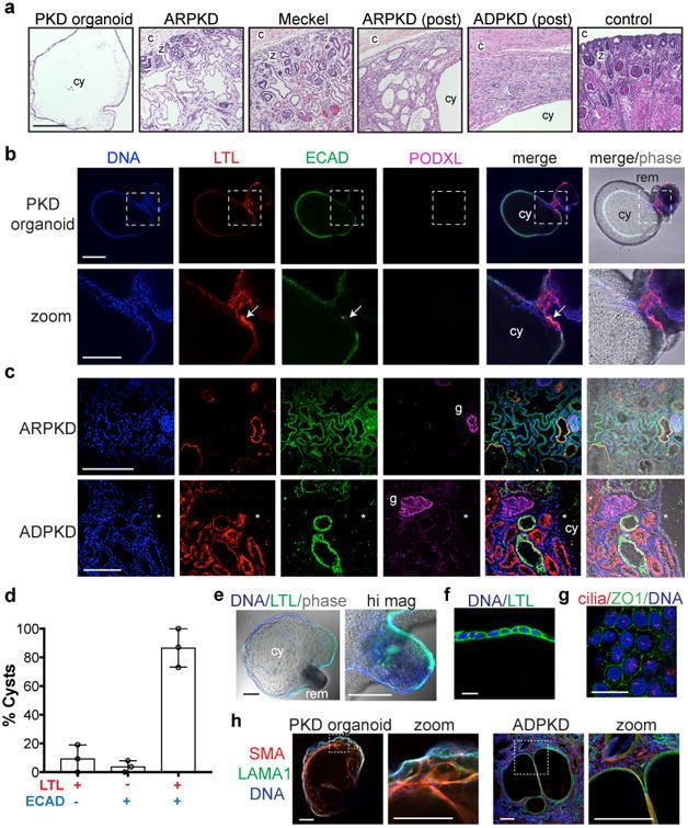 ZO-1 Antibody (33-9100)