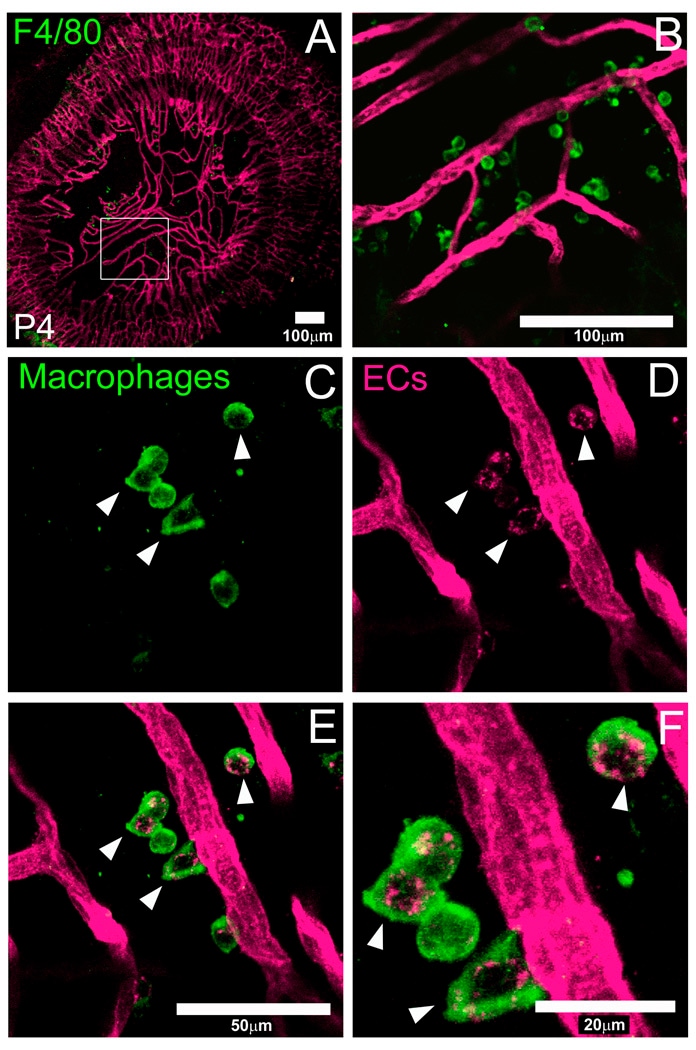 F4/80 Antibody (MF48000)