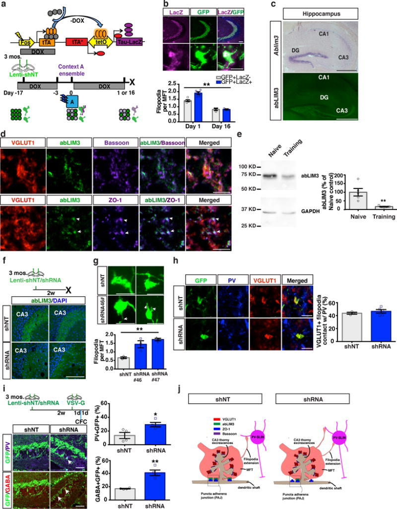 ZO-1 Antibody (40-2200)