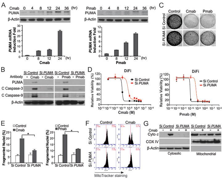 OxPhos Complex IV subunit IV Antibody (A21348)