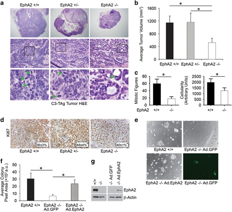 EphA2 Antibody (34-7400)