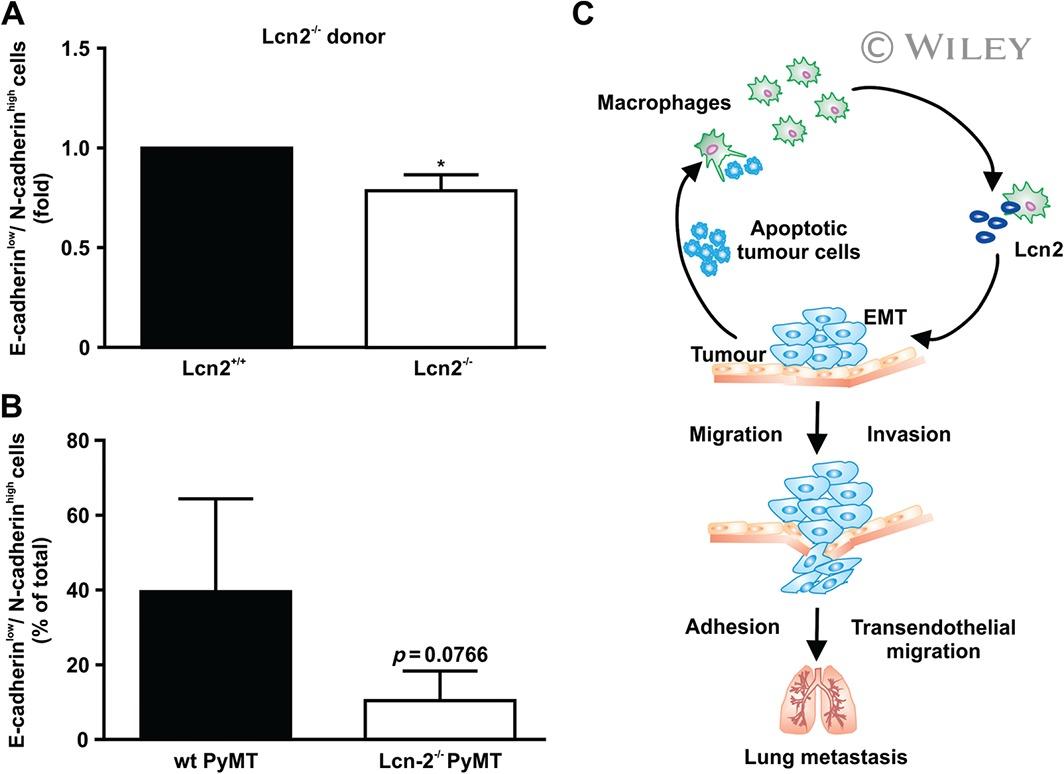 CD324 (E-Cadherin) Antibody (14-3249-82)
