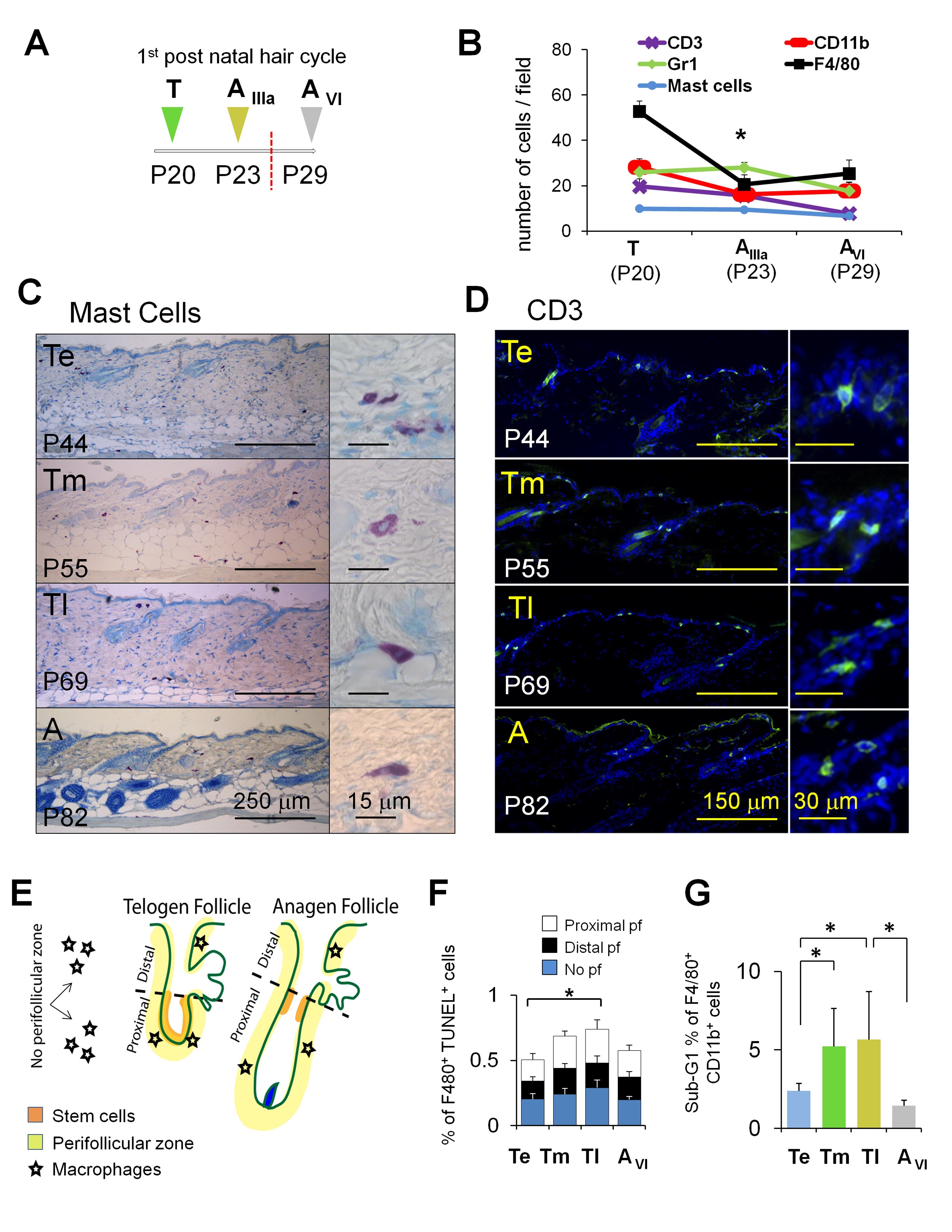 CD11b Antibody (Monoclonal, M1/70)