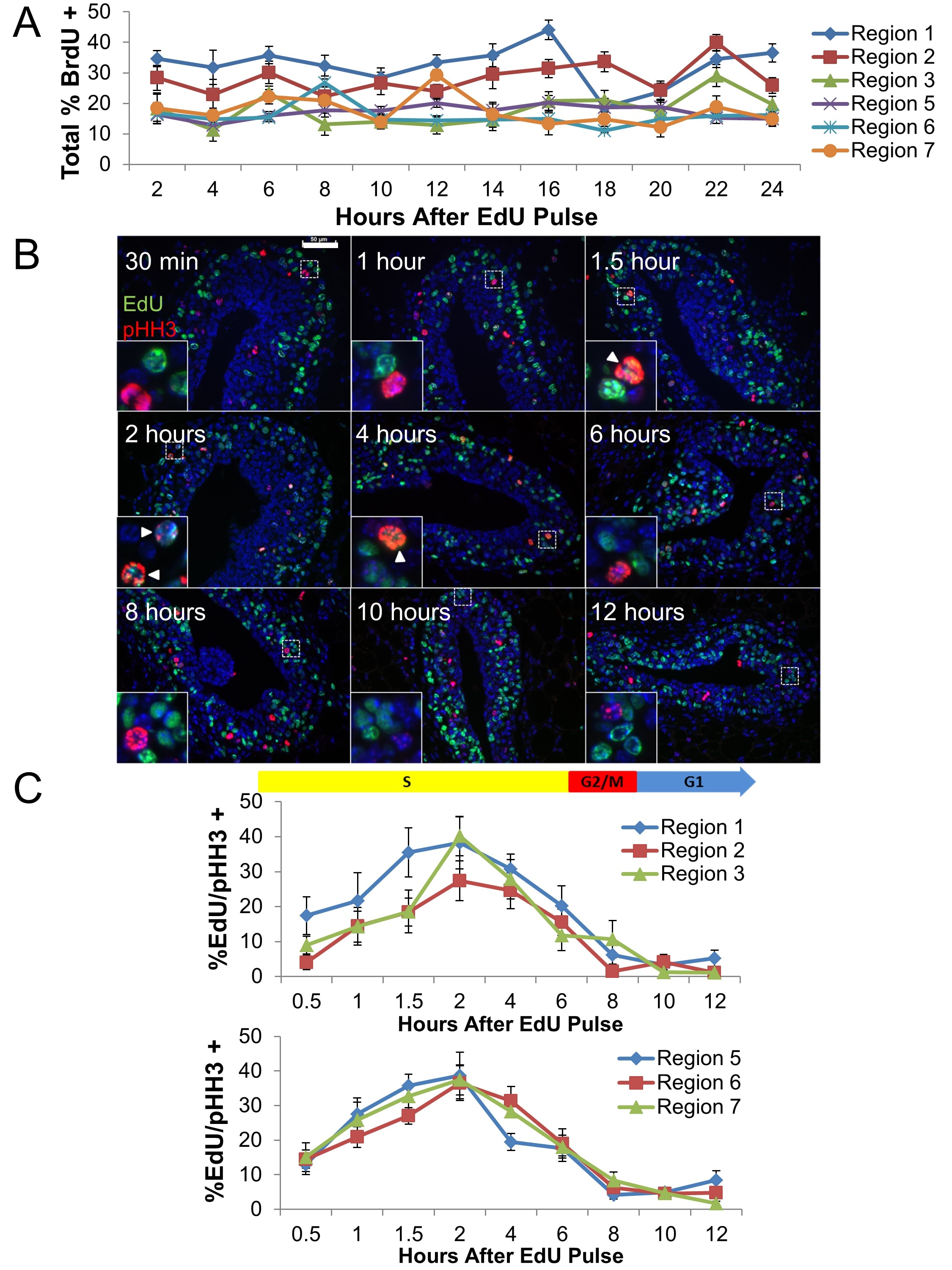 BrdU Antibody (B35128)