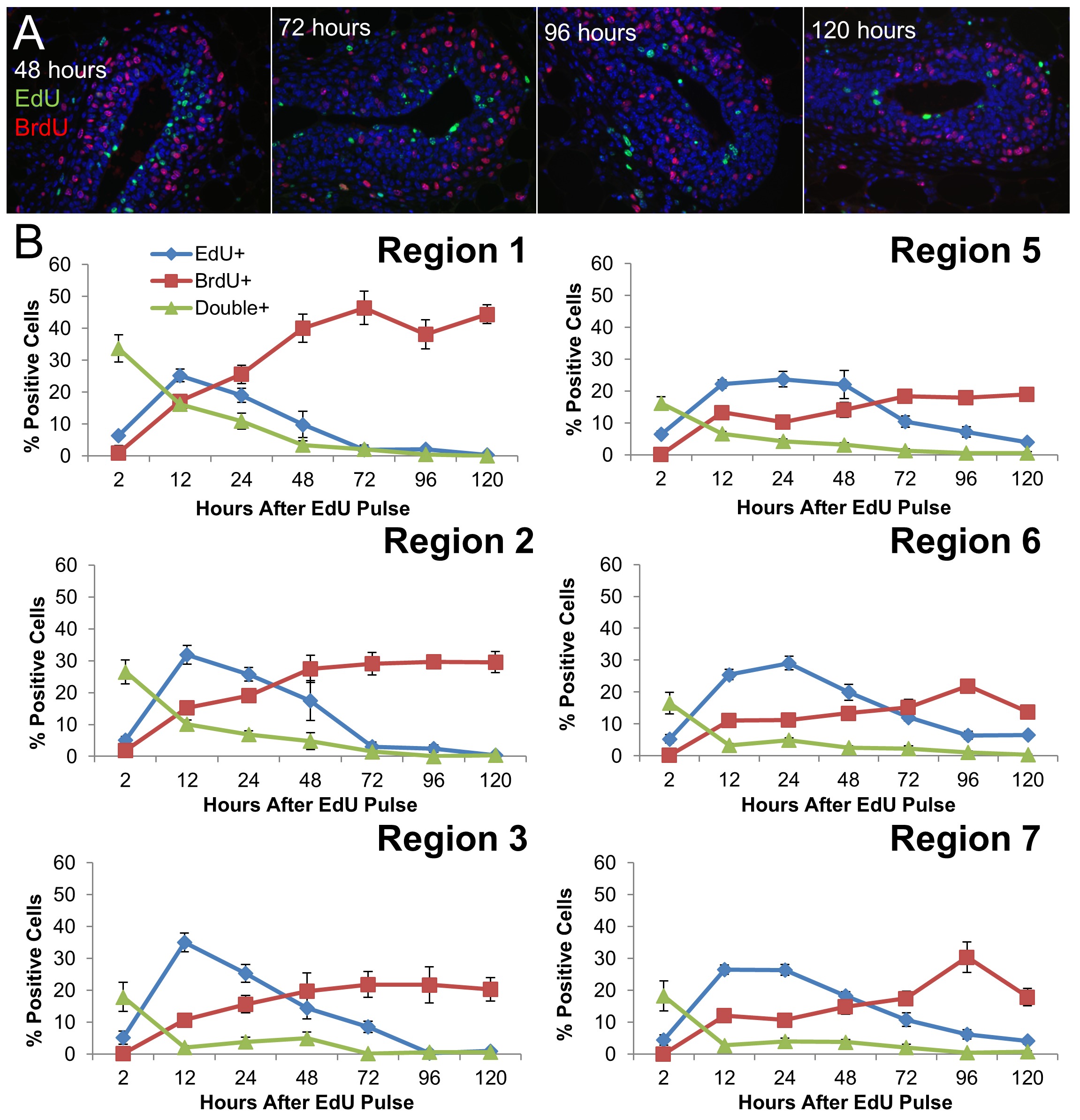BrdU Antibody (B35128)
