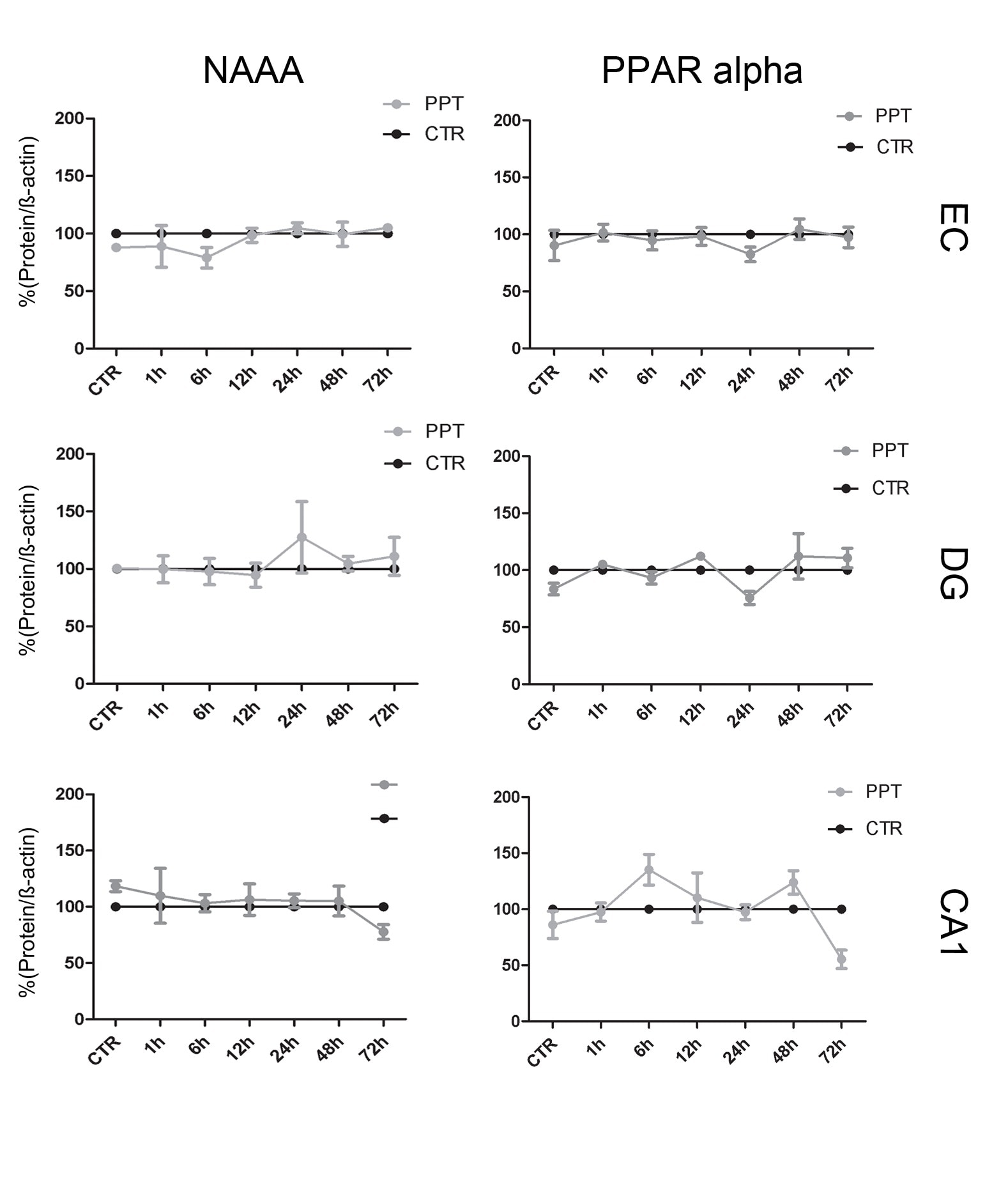 PPAR alpha Antibody (PA1-822A)