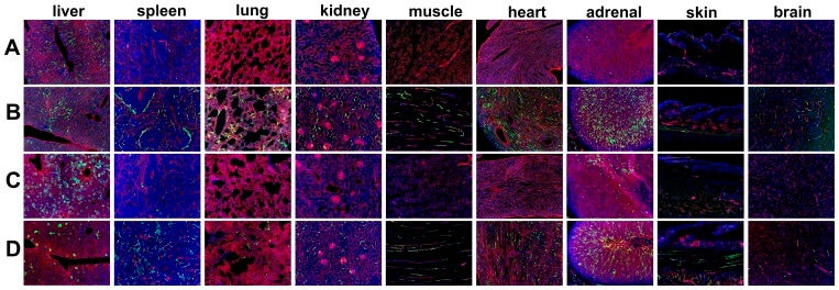 Endomucin Antibody (14-5851-82)