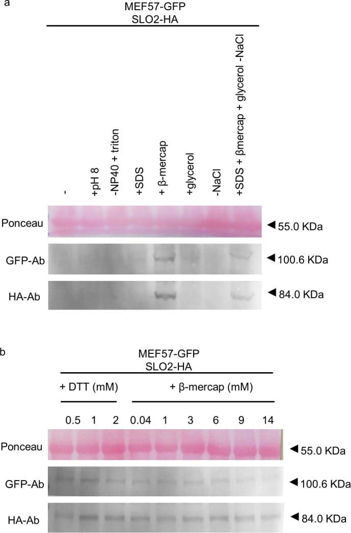 GFP Antibody, HRP (A10260)