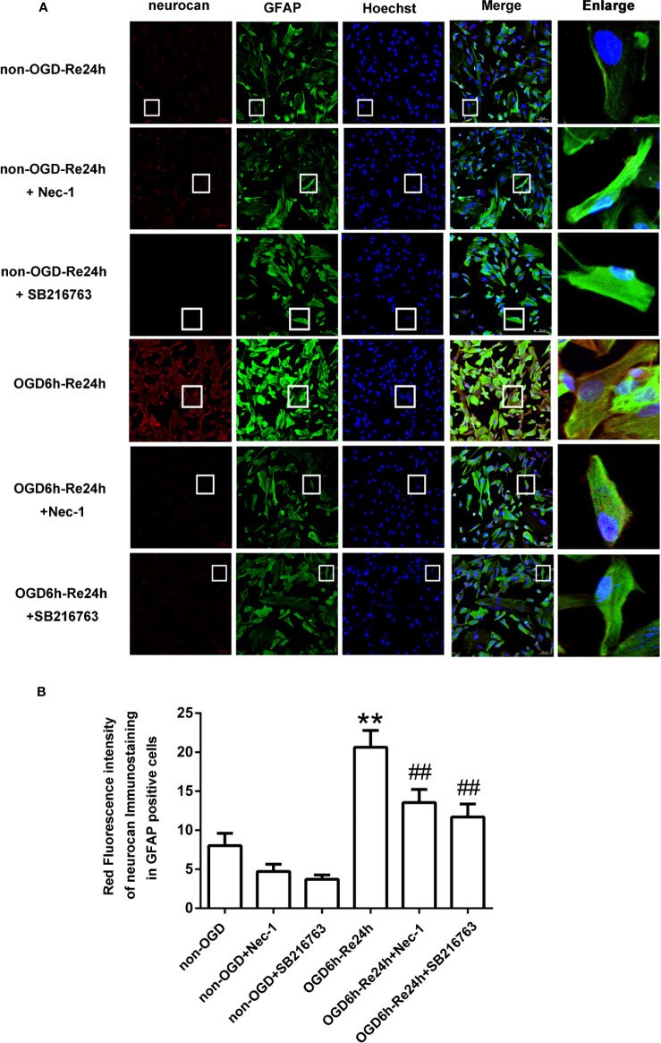 GFAP Antibody (14-9892-82)
