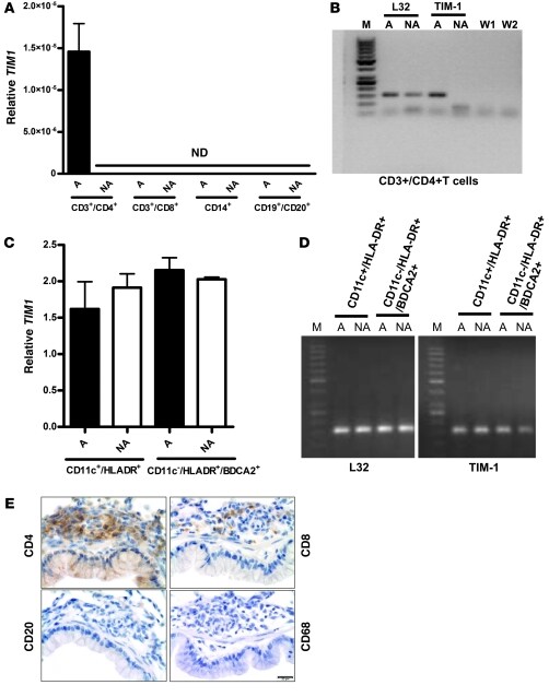CD8 Antibody (MA5-14548)