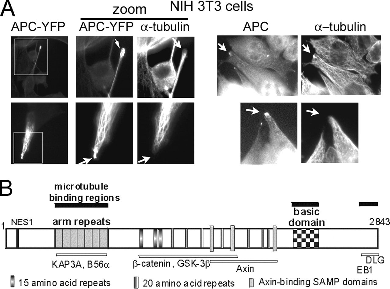 alpha Tubulin Antibody (A11126)