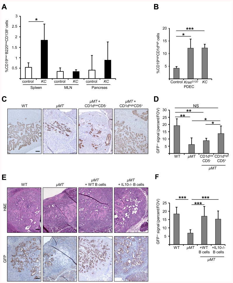 CD19 Antibody, FITC (11-0193-82)