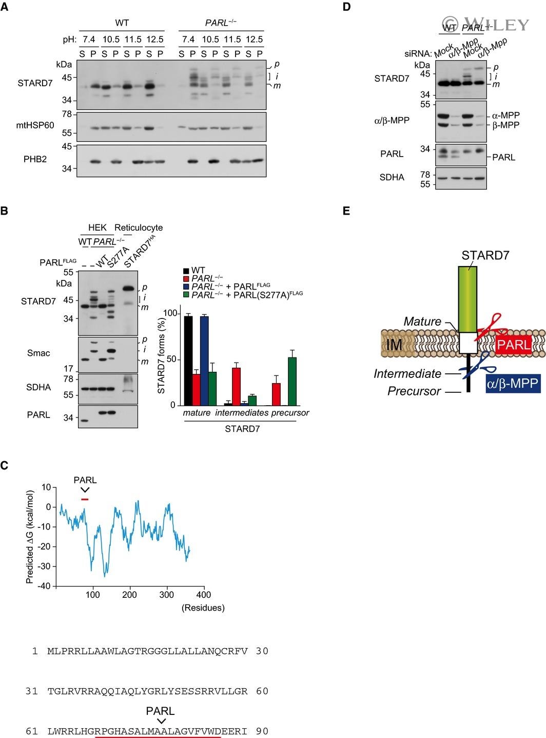 SDHA Antibody (459200)