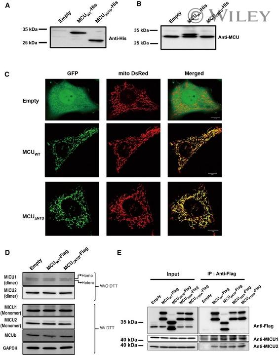 6x-His Tag Antibody (MA1-21315)