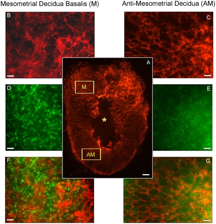 CD45 Antibody (14-0451-82)