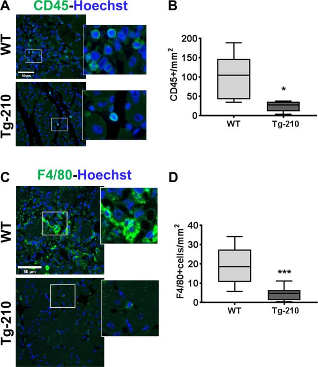 CD45R (B220) Antibody (14-0452-82)