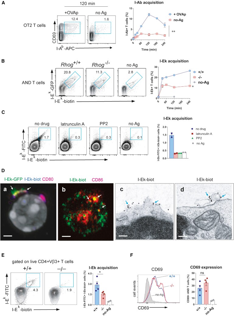 CD86 (B7-2) Antibody (14-0862-82)