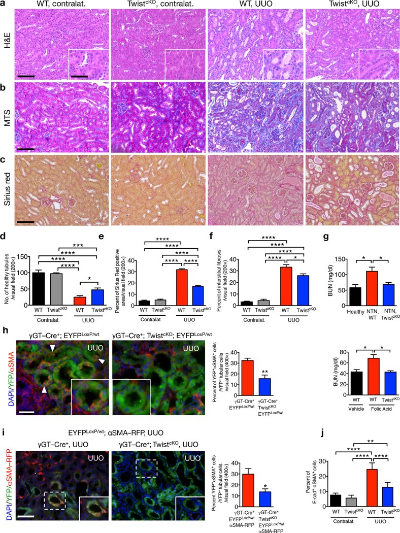 CD324 (E-Cadherin) Antibody (14-3249-82)