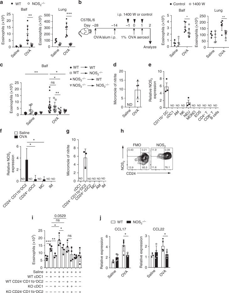 iNOS Antibody (14-5920-82)