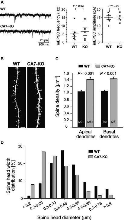 Lucifer Yellow Antibody (A-5750)