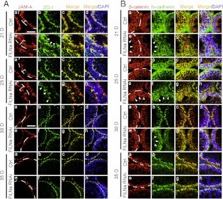 JAM-A (CD321) Antibody (36-1700)