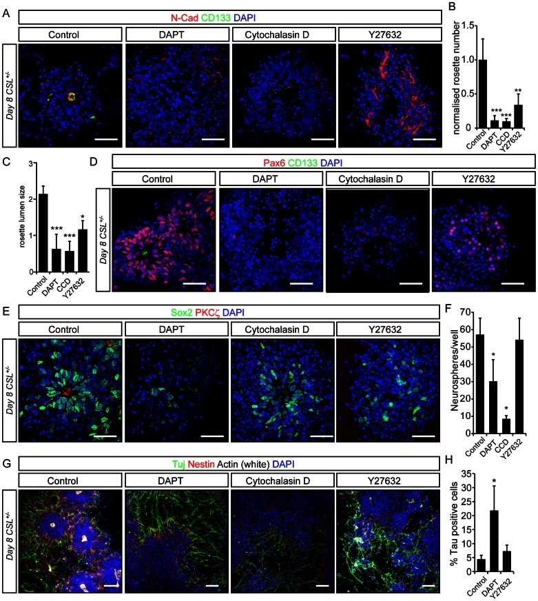 CD133 (Prominin-1) Antibody (14-1331-82)