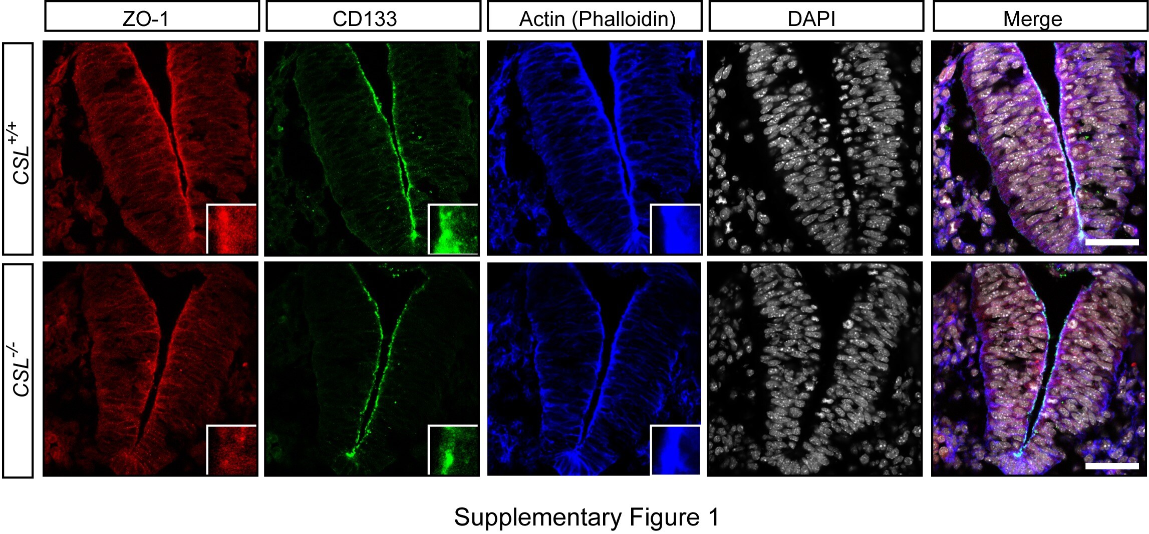 CD133 (Prominin-1) Antibody (14-1331-82)