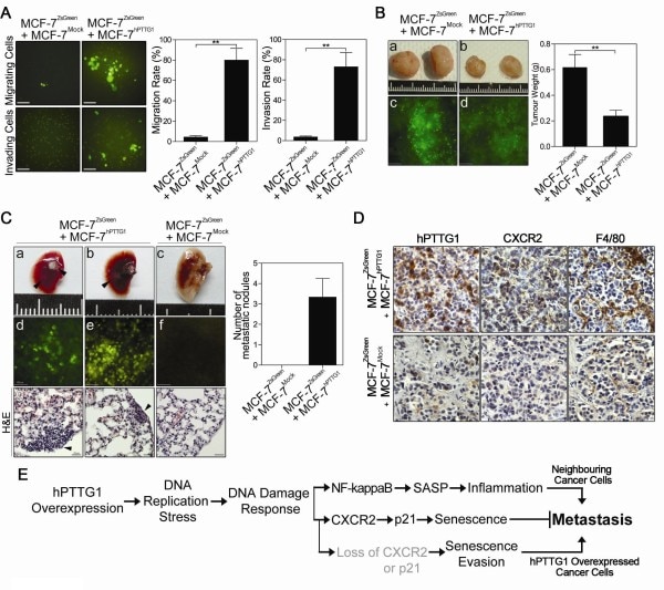 Securin Antibody (34-1500)