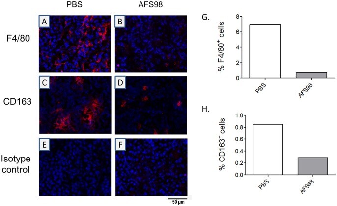 F4/80 Antibody (MF48000)