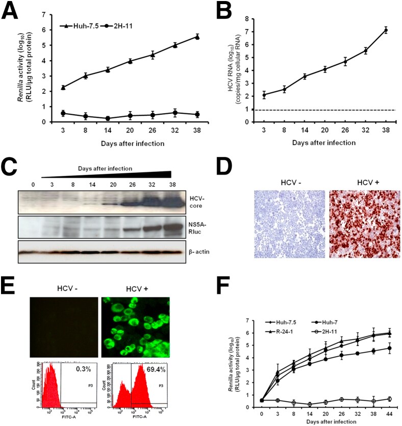 Hepatitis C Virus Core Antigen Antibody (MA1-080)