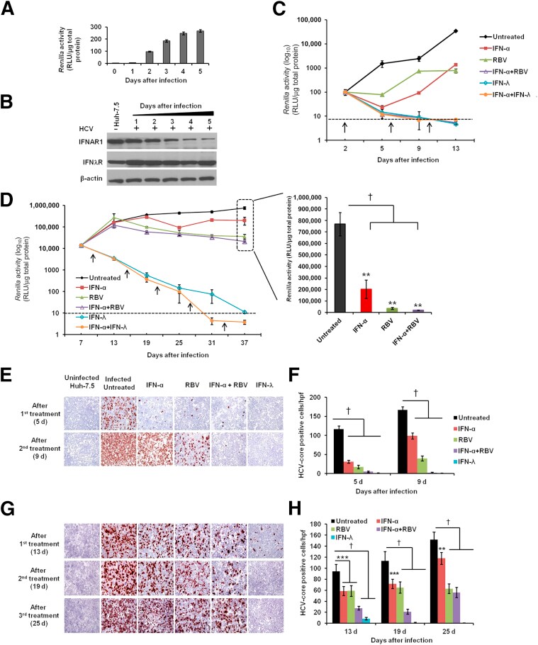Hepatitis C Virus Core Antigen Antibody (MA1-080)