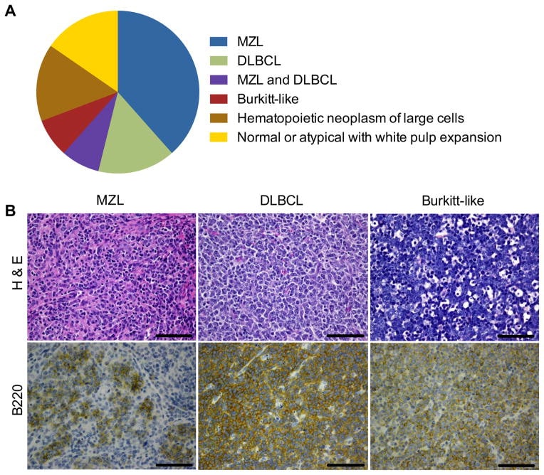 CD45R (B220) Antibody (14-0452-82)