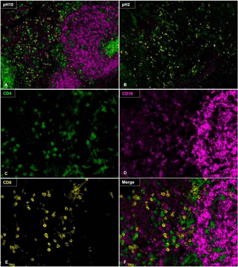 CD4 Antibody (14-0041-82)