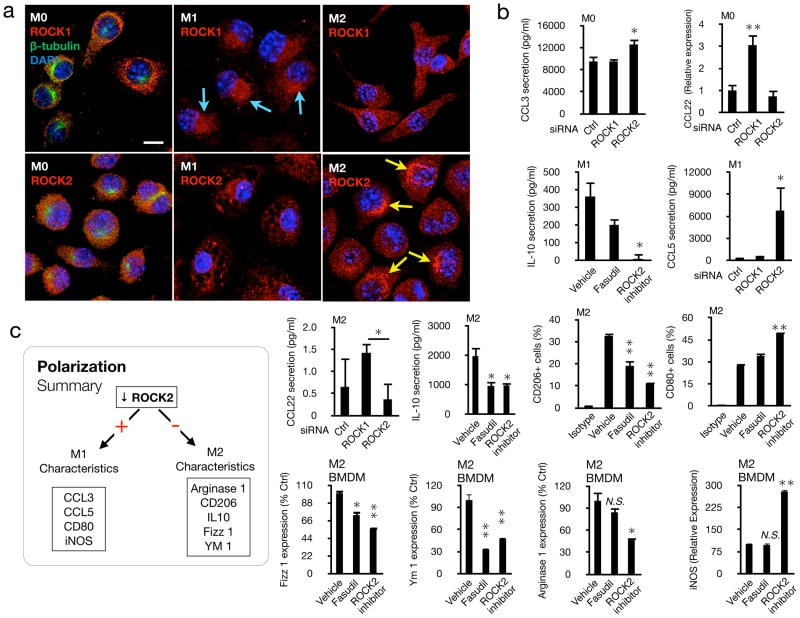 CD80 (B7-1) Antibody, PE (12-0801-82)